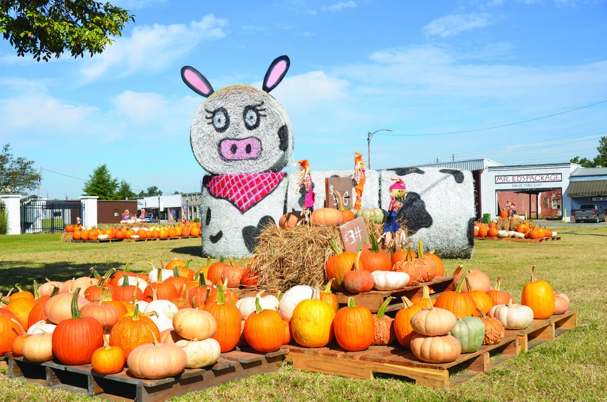 Patty the cow has arrived and the pumpkins are on their way – The ...