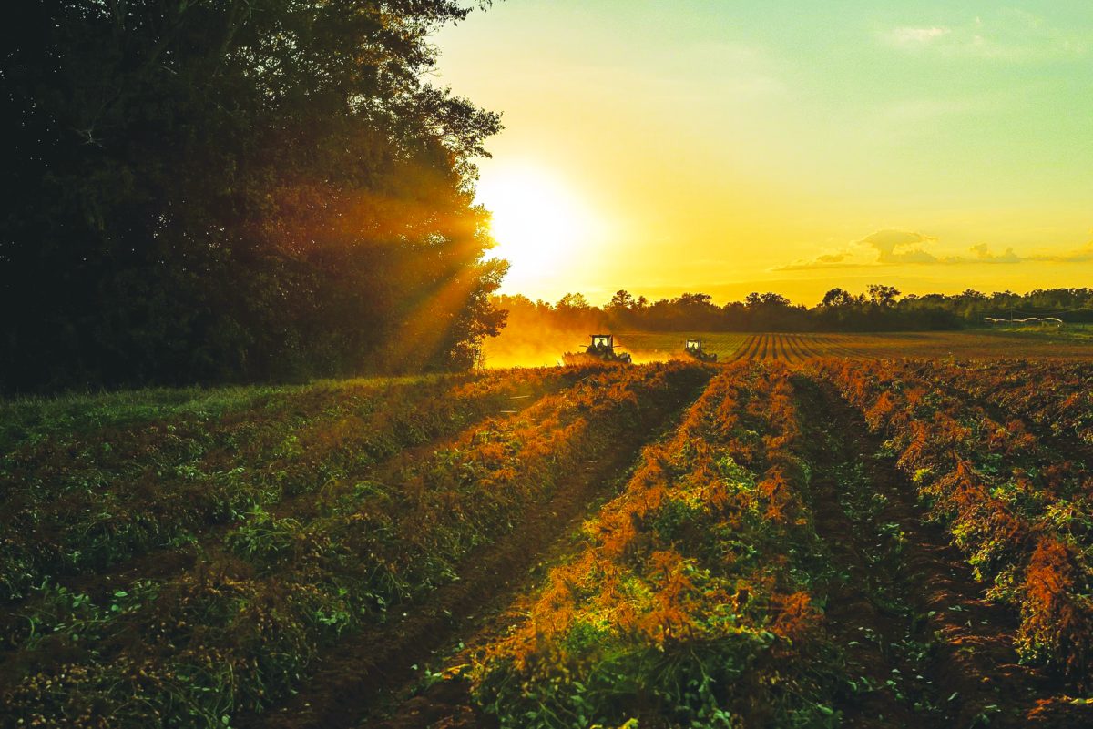 Local photographer snaps featured image in the 2026 Georgia Peanut ...